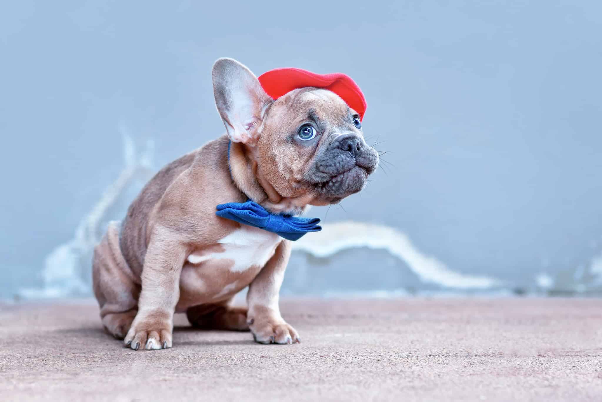 The 300+ Best French Dog Names and Their Meanings - A-Z Animals