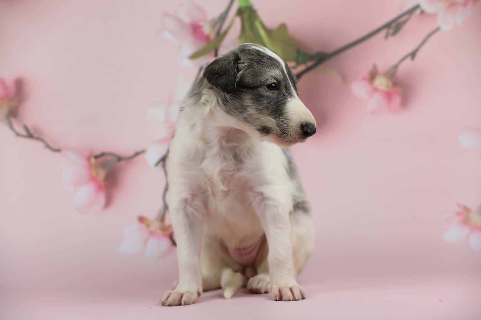 Borzoi Colors: Rarest to Most Common - A-Z Animals