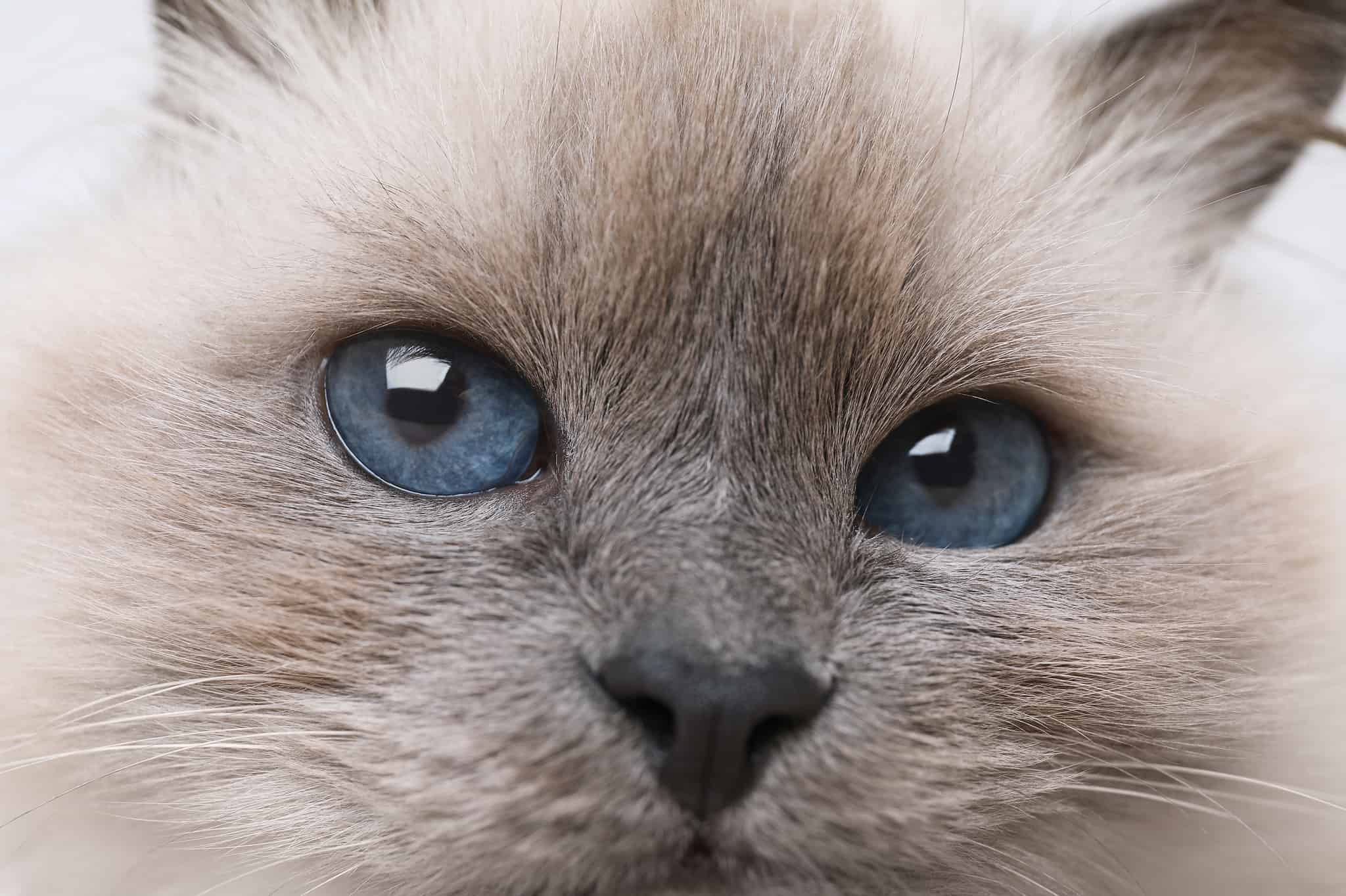 7 Birman Cat Colors: Rarest to Most Common - A-Z Animals