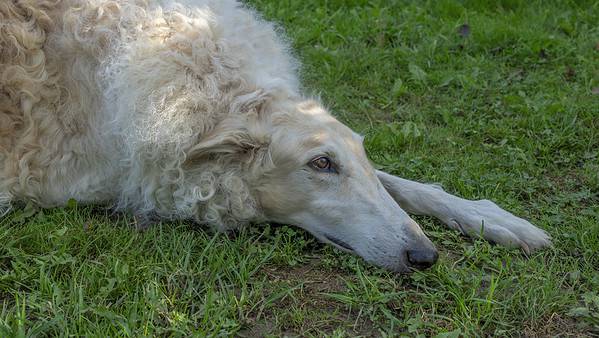 Borzoi Colors: Rarest to Most Common - A-Z Animals