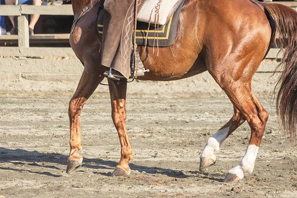 What's the Purpose of a Horse's Leg Chestnut? - A-Z Animals