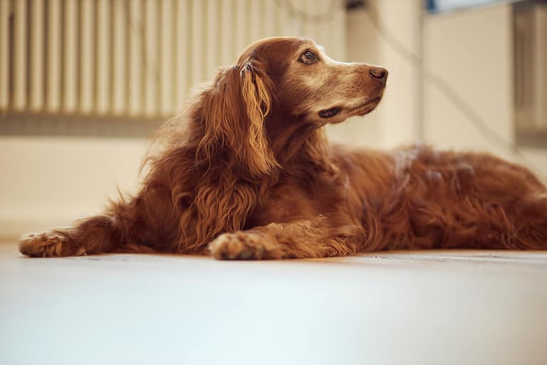 8 Common Irish Setter Health Problems - A-Z Animals