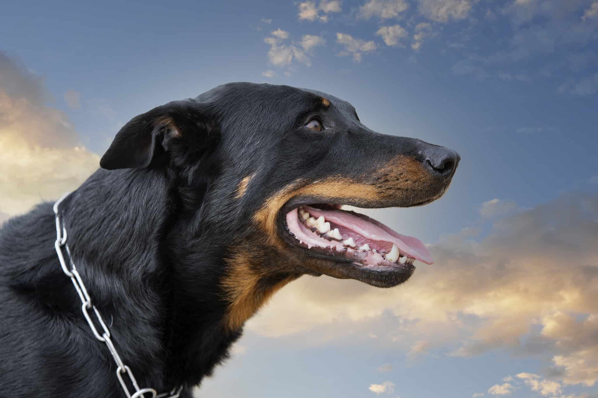 The Top 15 Aggressive Dog Breeds in 2024 - A-Z Animals