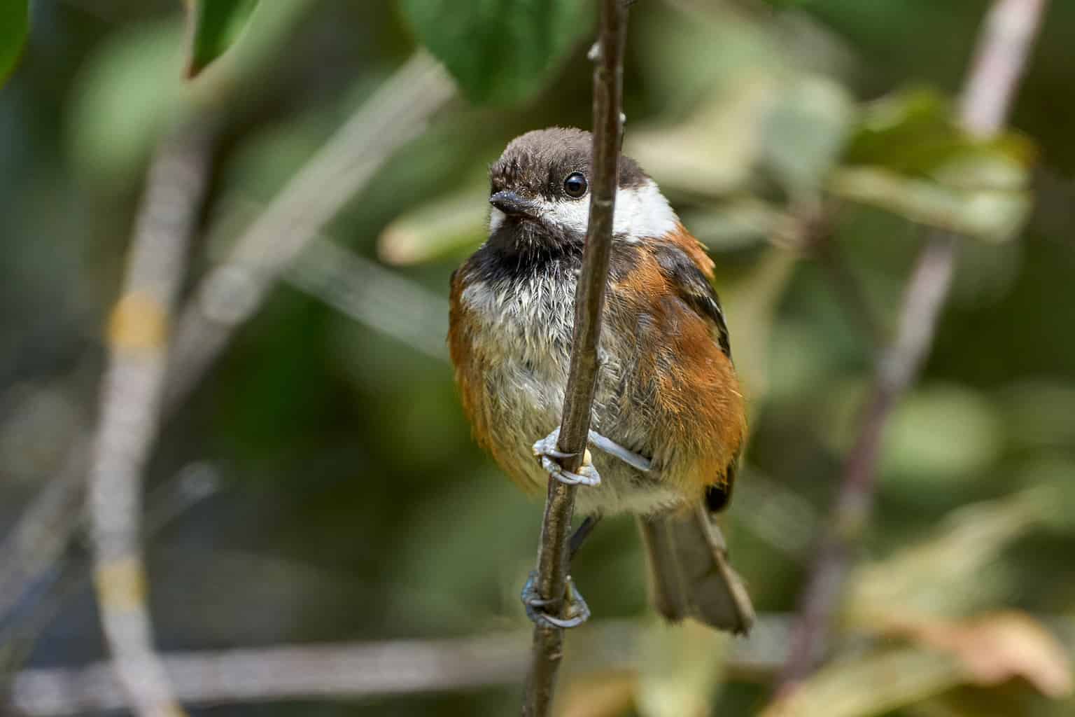 Chestnut-Backed Chickadee: Identification, Common Locations, Diet, and ...