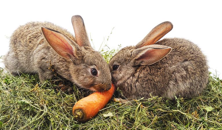 Rabbits vs Guinea Pigs: 5 Key Differences + Our Pick For Which Makes ...