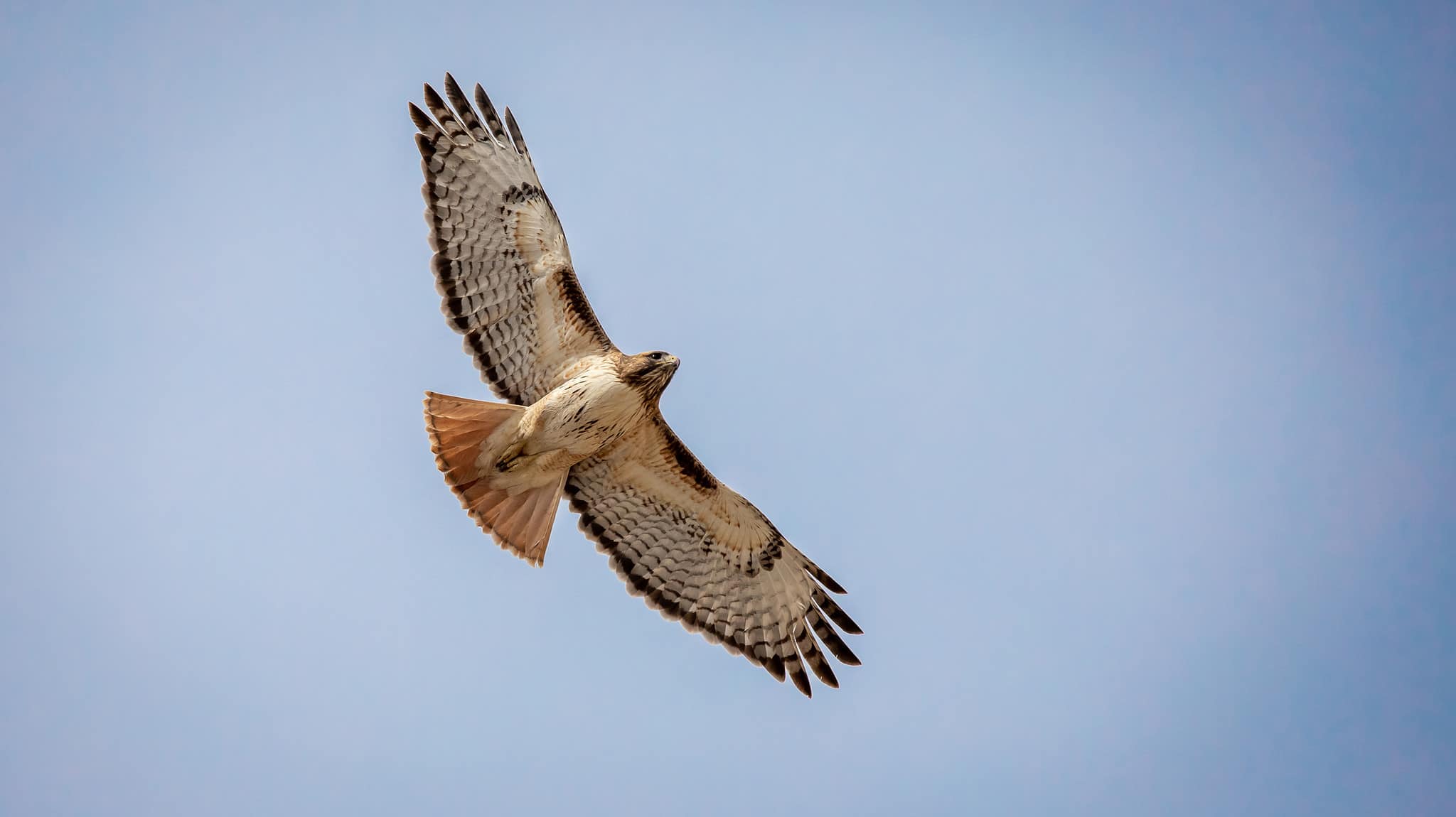 Red-Tailed Hawk vs. Red-Shouldered Hawk: What's the Difference? - A-Z ...