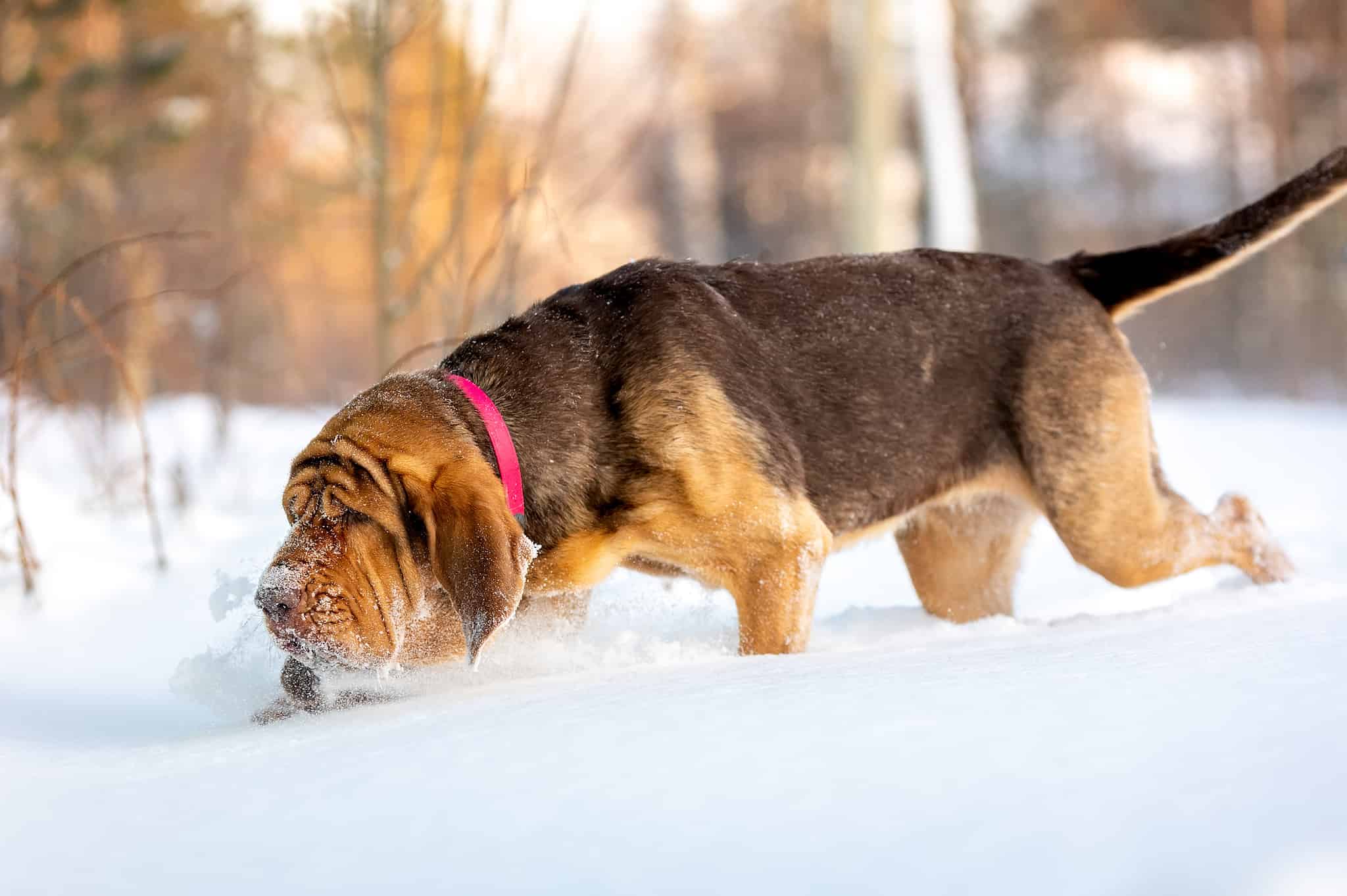 Training Your Bloodhound: Best Tips, Common Mistakes, and More! - A-Z ...