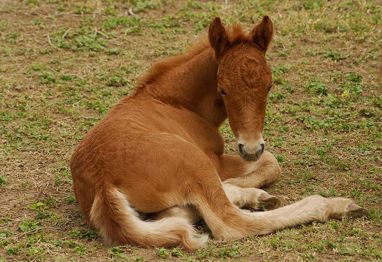 What's Up With Newborn Horse Hooves? - A-Z Animals