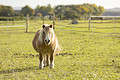 Shetland Pony Fact Sheet: Height, Weight, Cost, Lifespan, and More - A ...