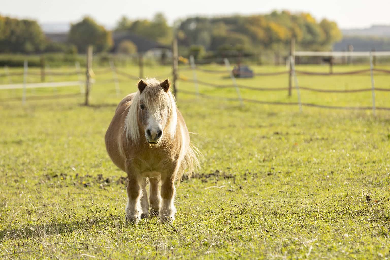 Shetland Pony Fact Sheet: Height, Weight, Cost, Lifespan, and More - A ...
