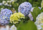 25 Fun and Interesting Facts About Hydrangeas - A-Z Animals