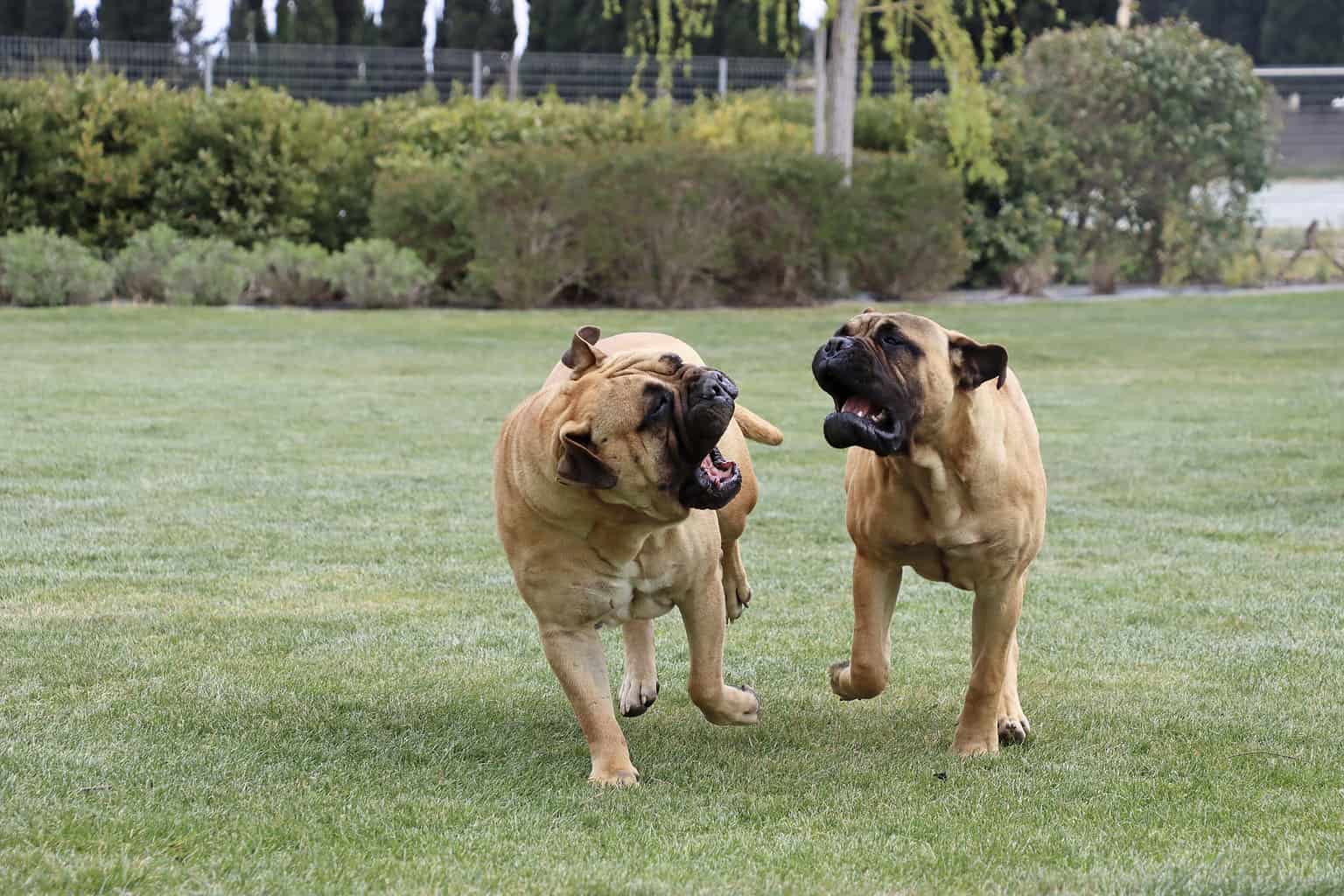 The Top 7 Reasons Mastiffs Are the Perfect Guard Dogs - A-Z Animals
