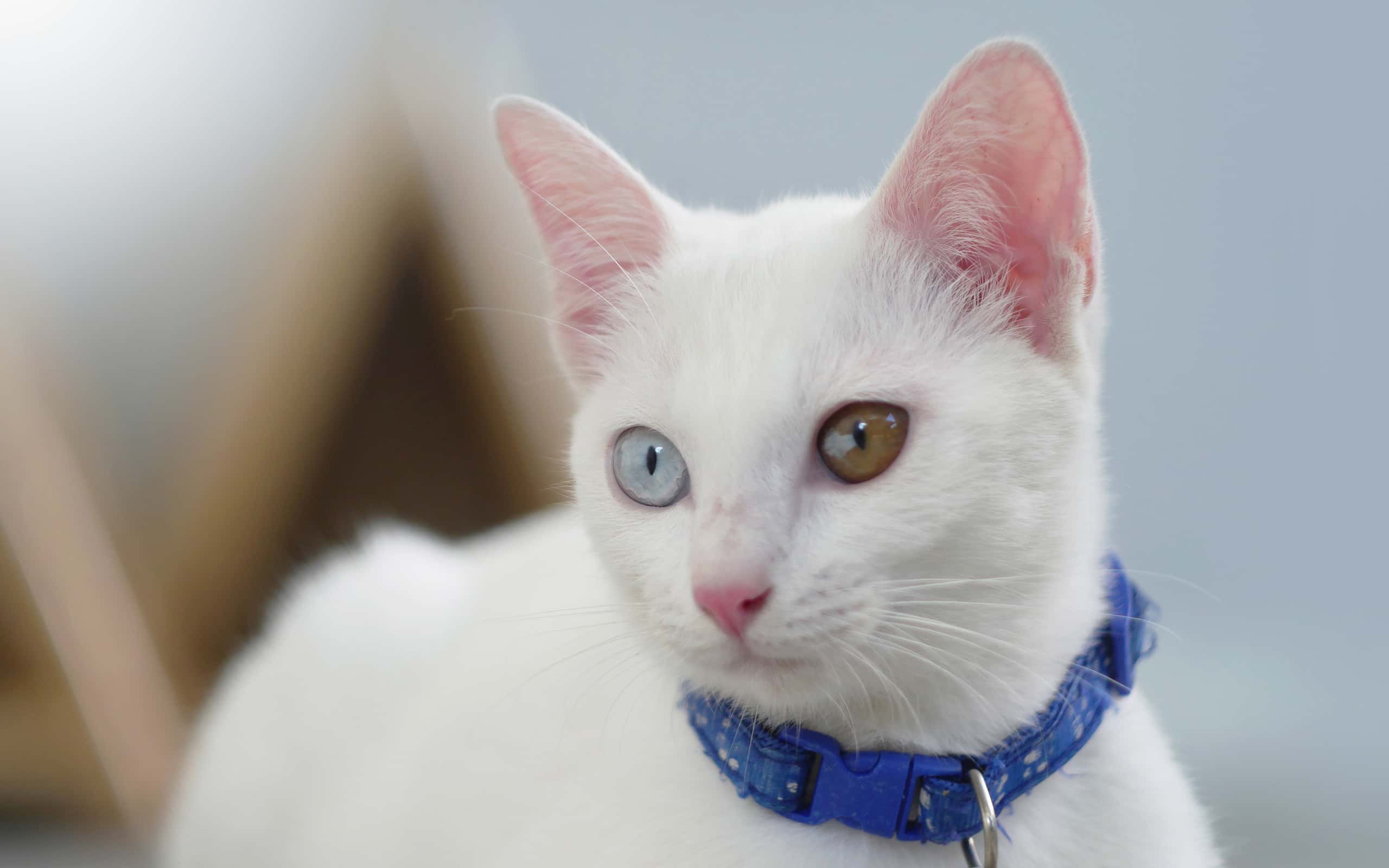 Khao Manee Cat Breed Complete Guide - A-Z Animals