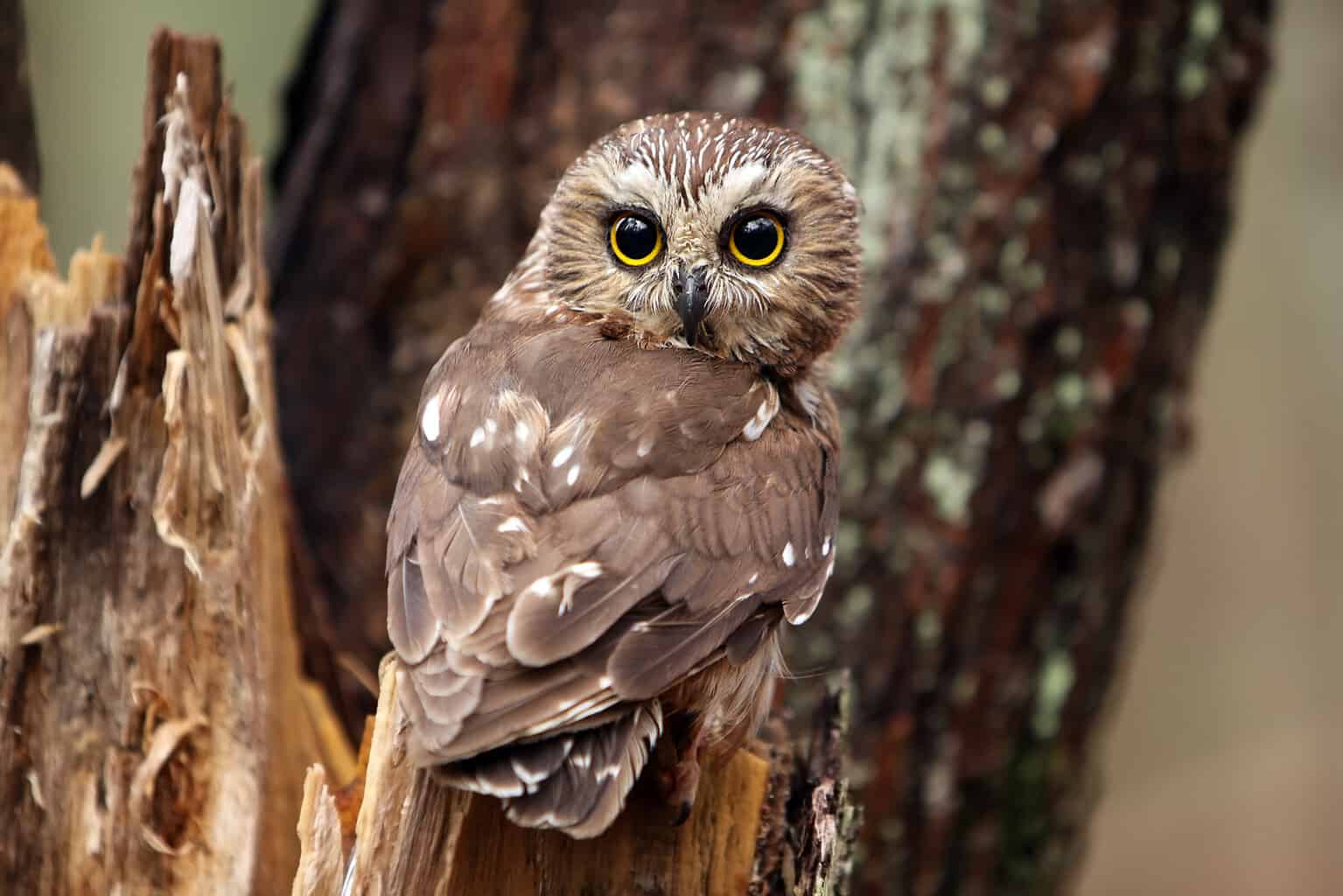 10 Sounds Owls Make and What Each Means (It’s Not Just Hoot!) - A-Z Animals