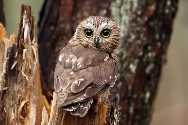 10 Sounds Owls Make and What Each Means (It’s Not Just Hoot!) - A-Z Animals