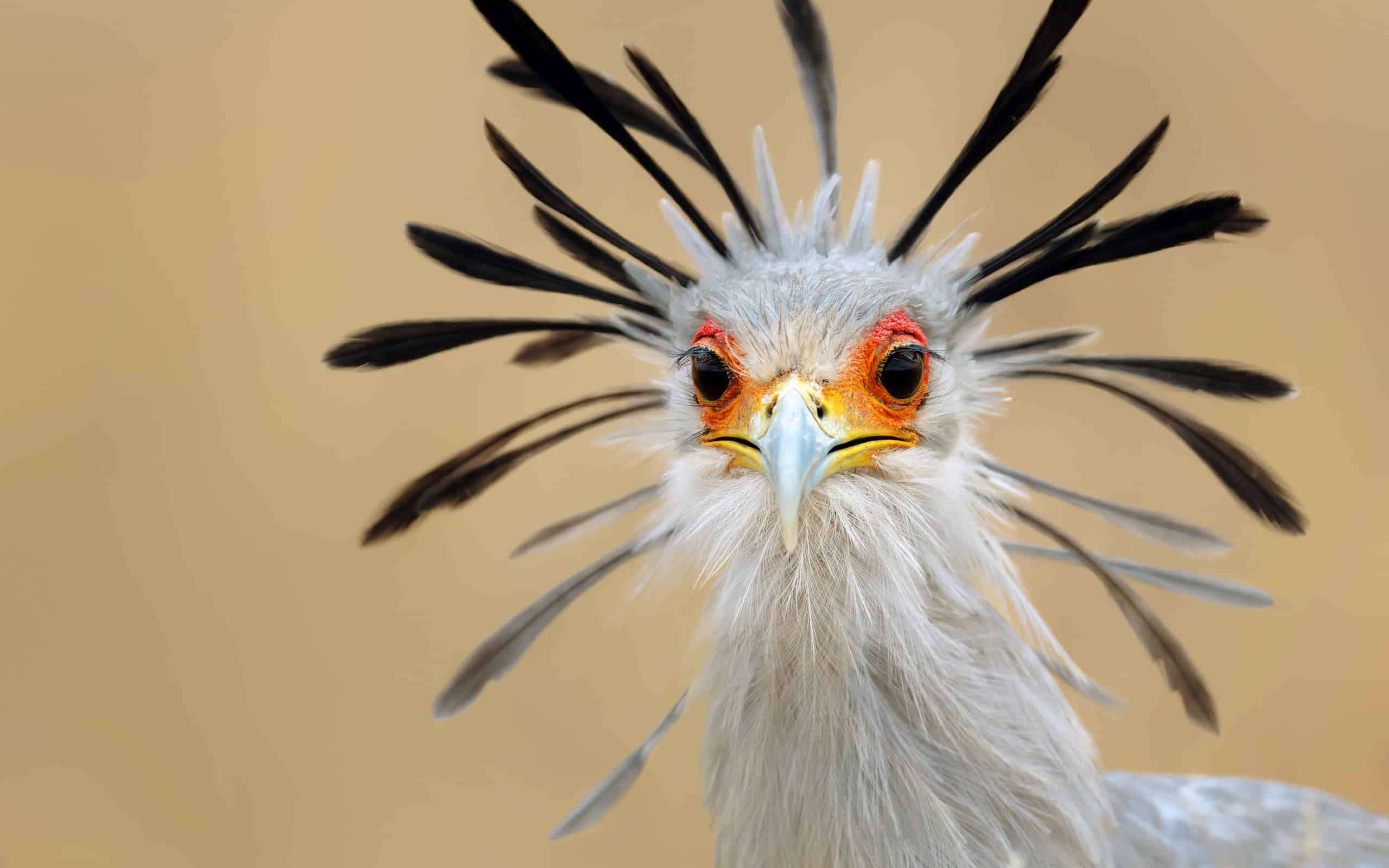 Why Secretary Birds Are Expert Snake Hunters of the Savanna - A-Z Animals