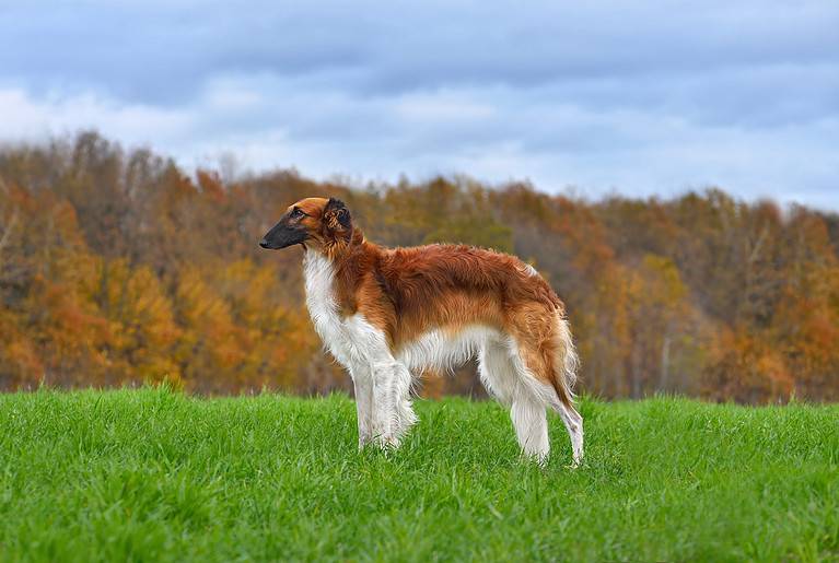 Borzoi Colors: Rarest to Most Common - A-Z Animals