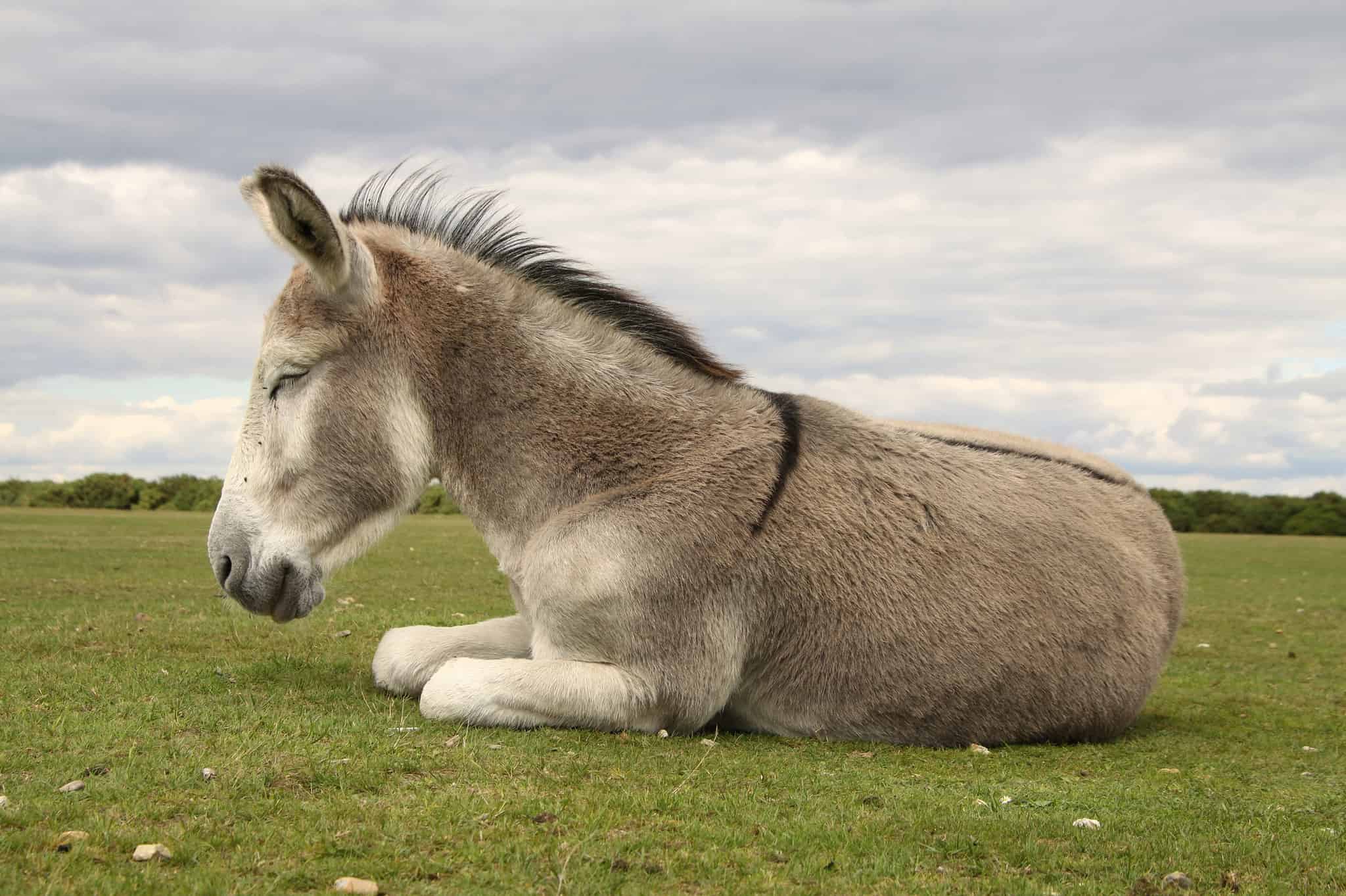 Discover 10 Animals That Sleep the Most and the Least - A-Z Animals