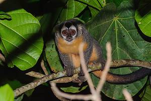 The World's 20 Coolest Nocturnal Animals - A-Z Animals