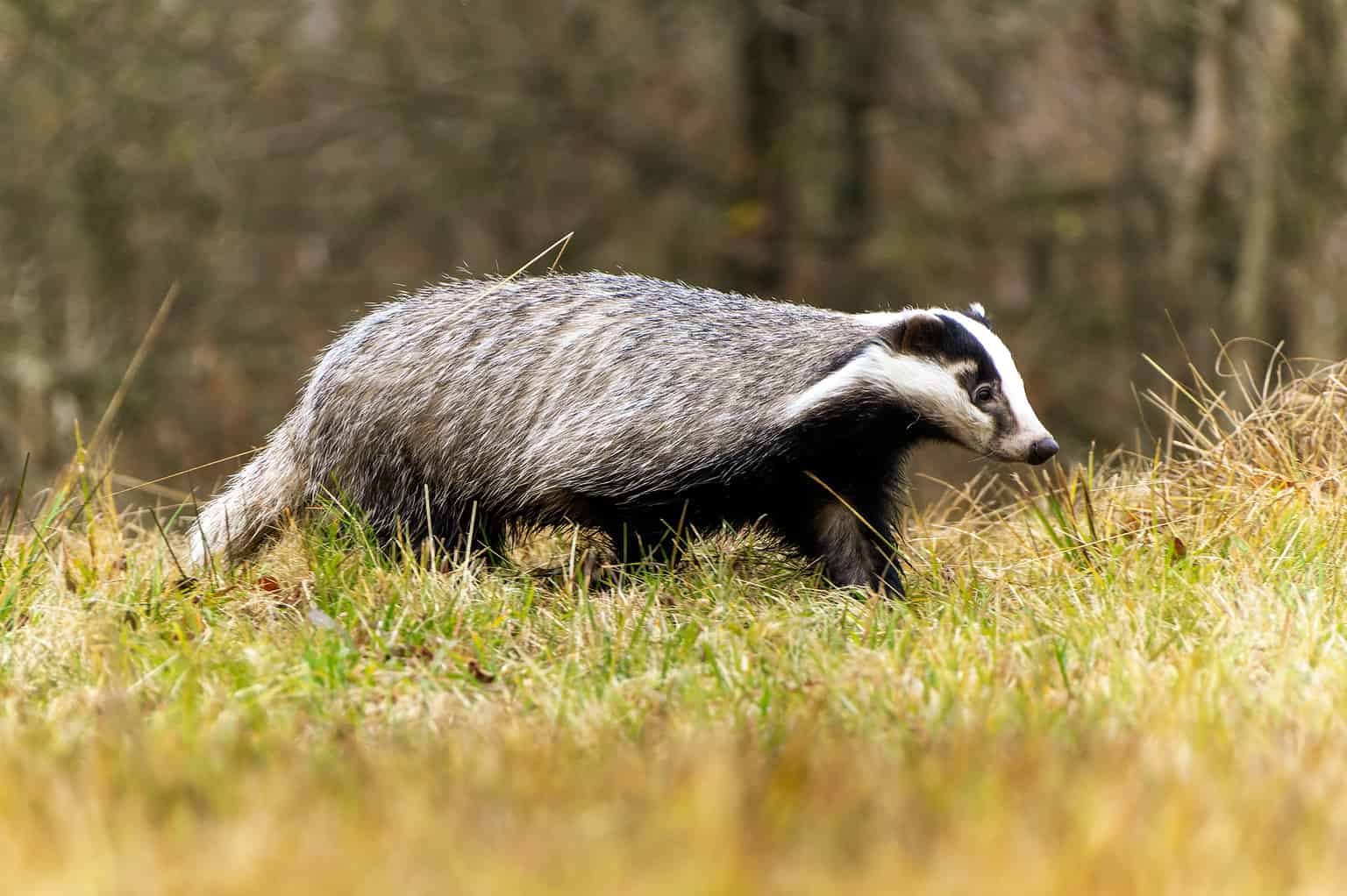 15 Animals That Look Like Raccoons And What's In Common