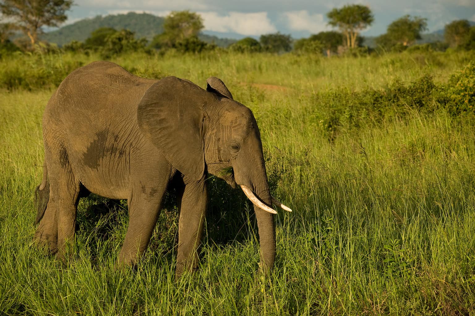 The Ongoing Threat of Ivory Poaching: Are Elephants Still at Risk? - A ...