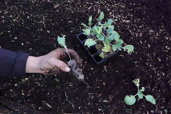How to Start Seeds Indoors: The Ultimate Guide - A-Z Animals