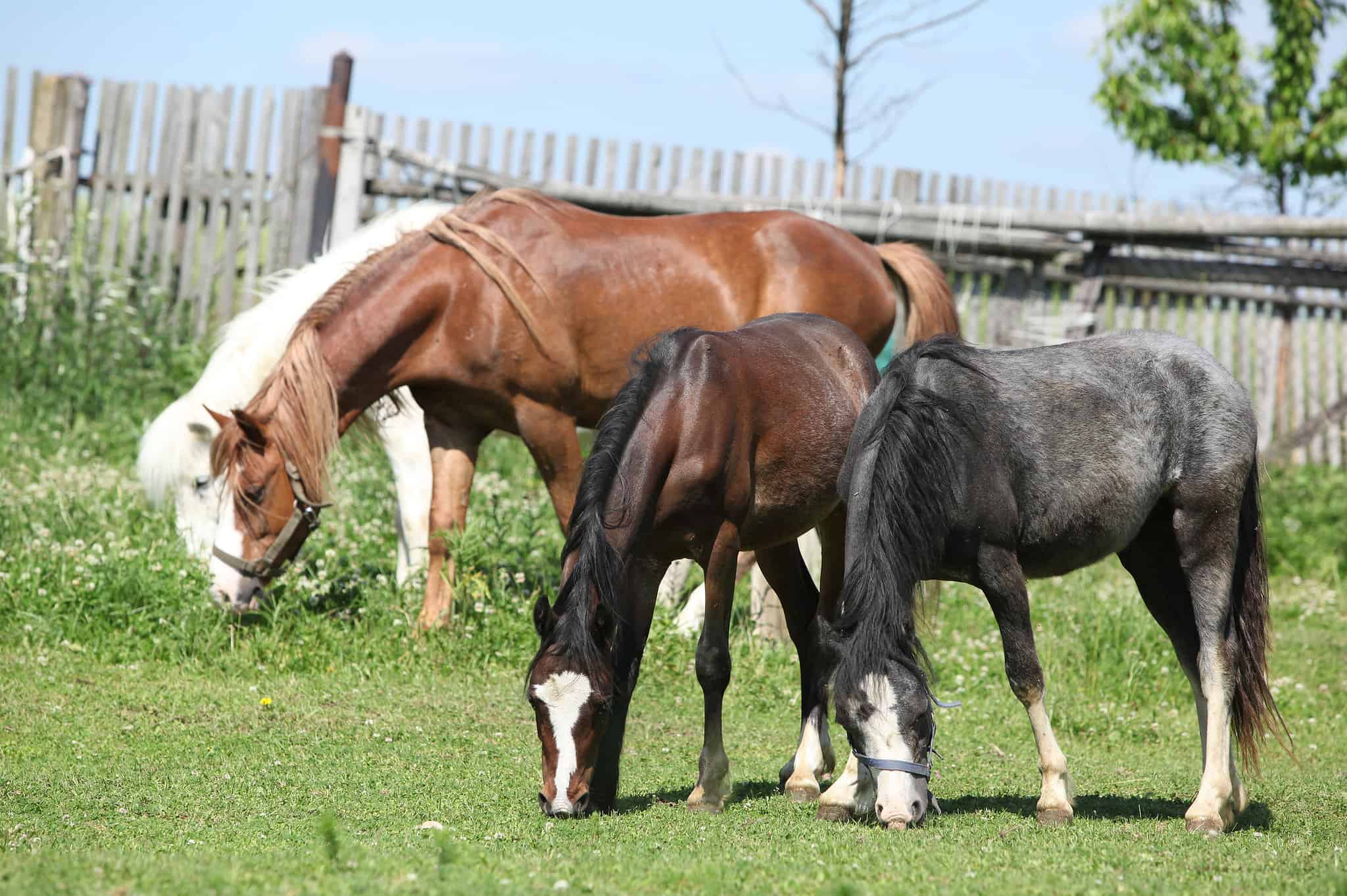 Welsh Pony and Cob Breed Guide: Height, Diet, Characteristics - A-Z Animals