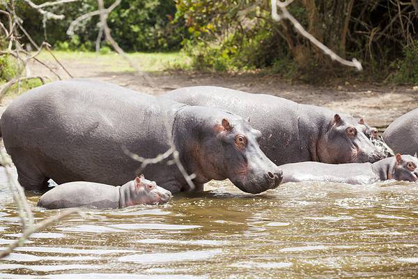 Hippo Facts That Will Amaze (and Terrify) You - A-Z Animals