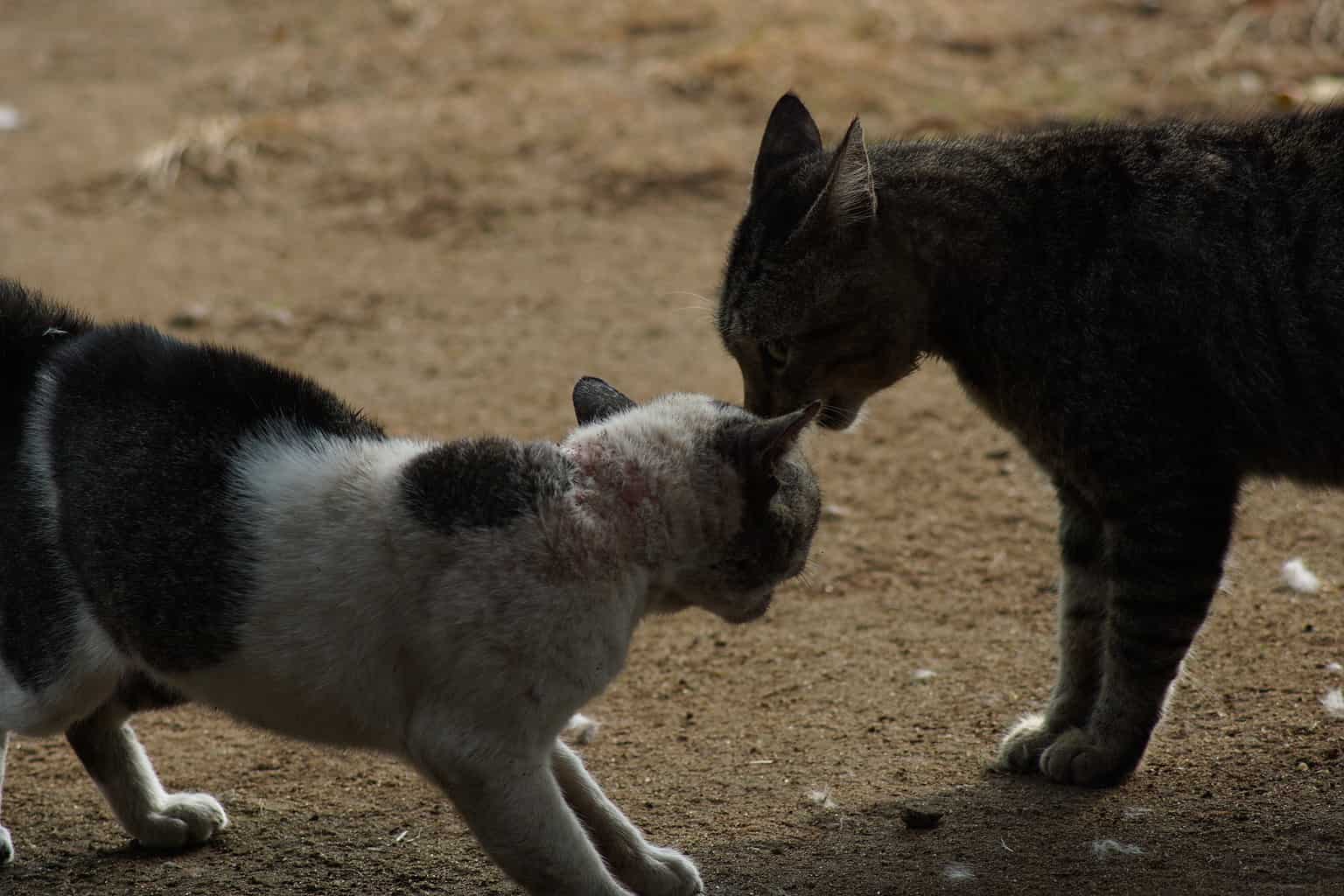 What is FIV in Cats? Is it Deadly? - A-Z Animals