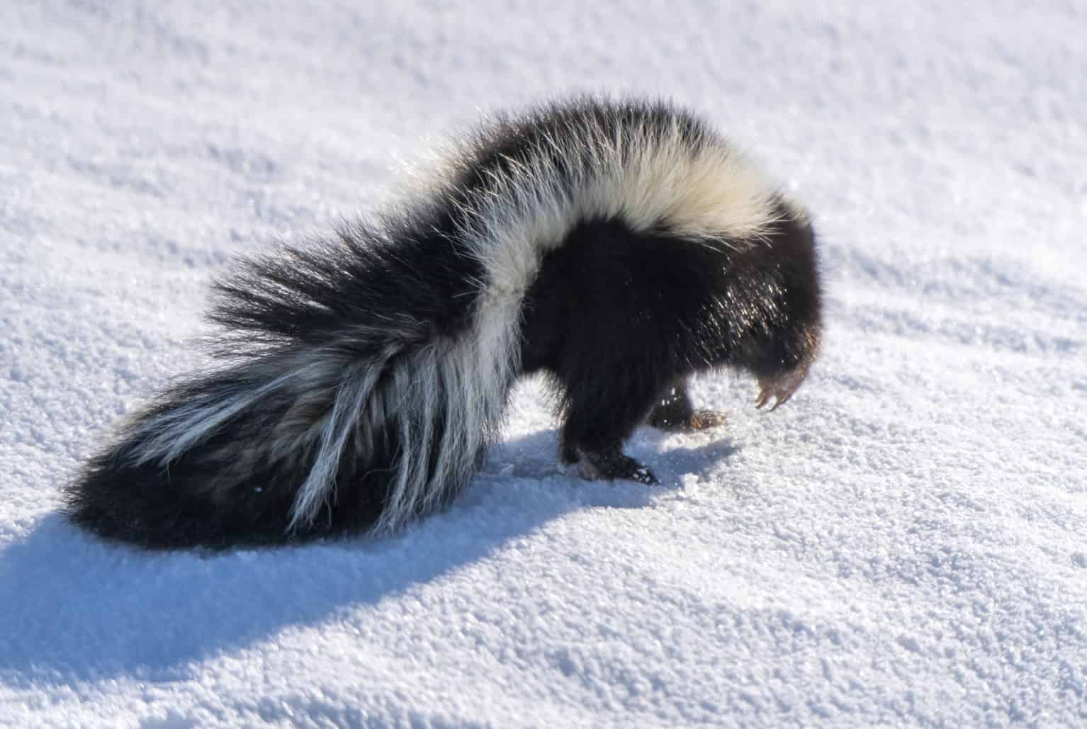 What Do Skunks Eat In The Winter? - A-Z Animals