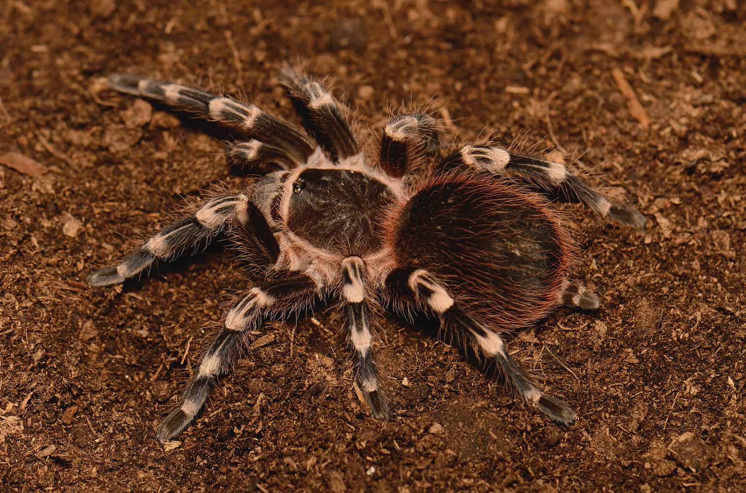 The Complete List of Tarantula Species - A-Z Animals