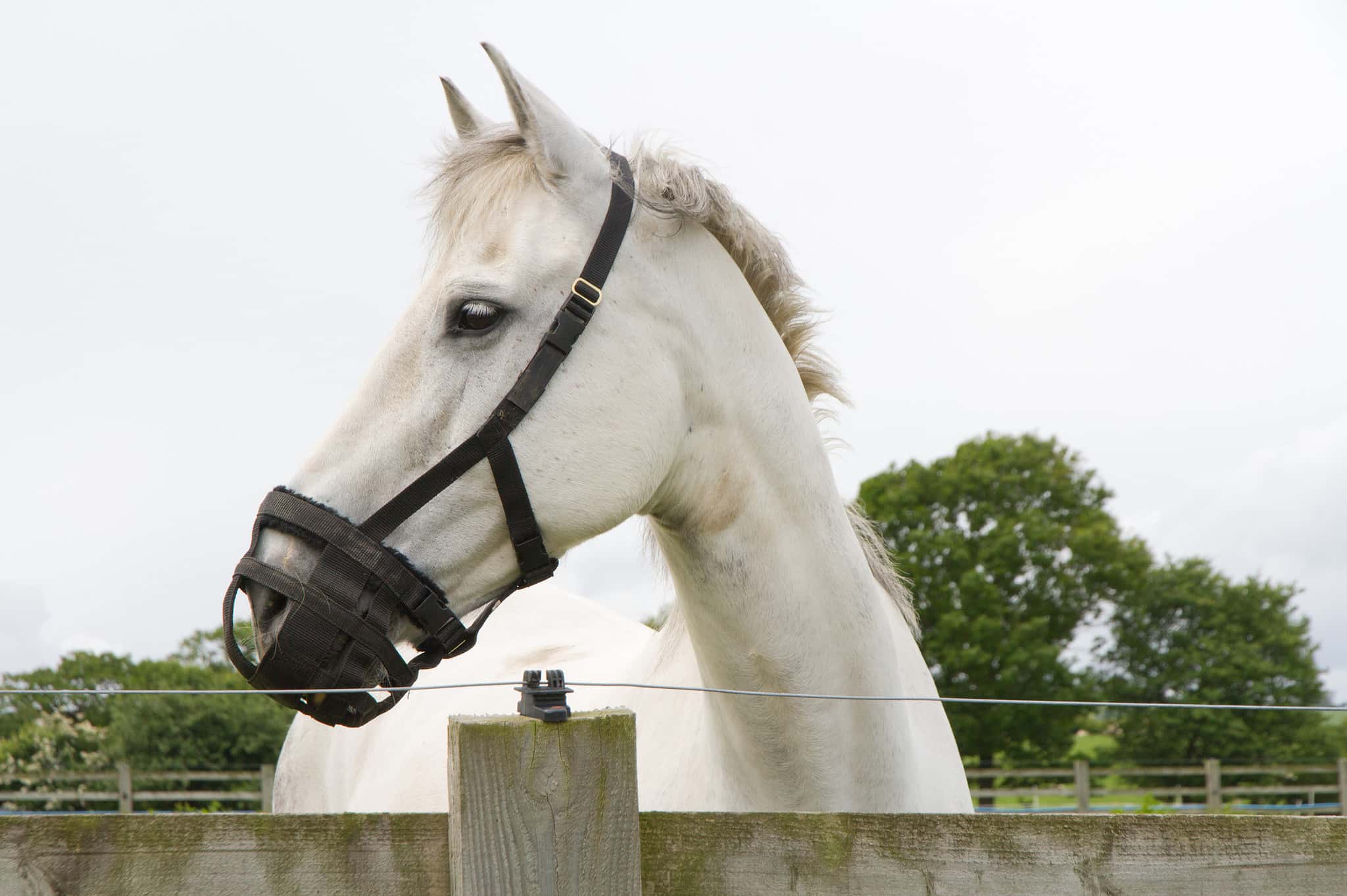 The Lowdown on Laminitis: What Causes Horses to Founder? - A-Z Animals