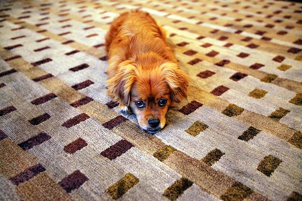 10 Pekingese Mixed Breeds: List, Pictures, and Guide - A-Z Animals