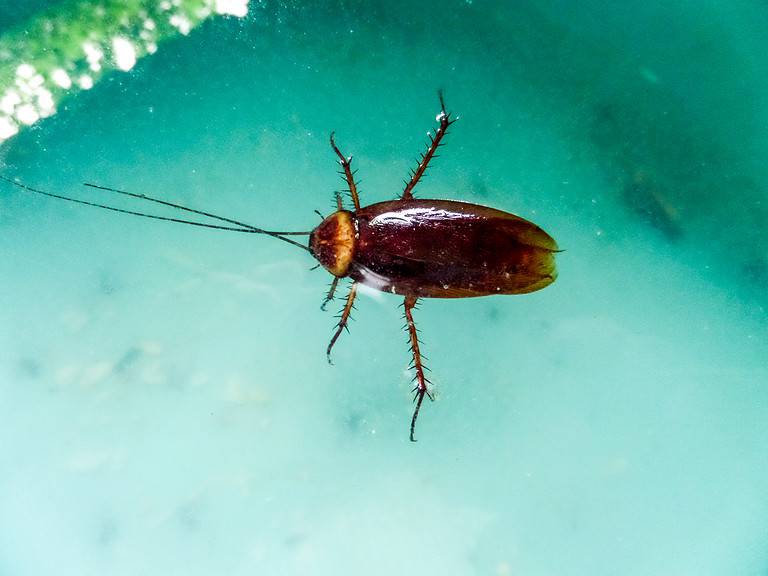 Can Cockroaches Swims? 7 Facts About How They Handle Water - A-Z Animals