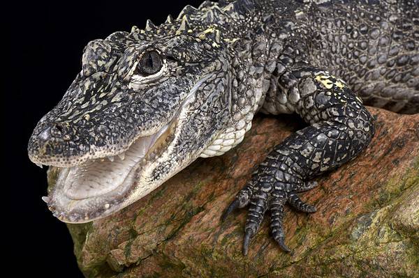 Discover 10 Animals Found In and Around China's Famous Yangtze River ...