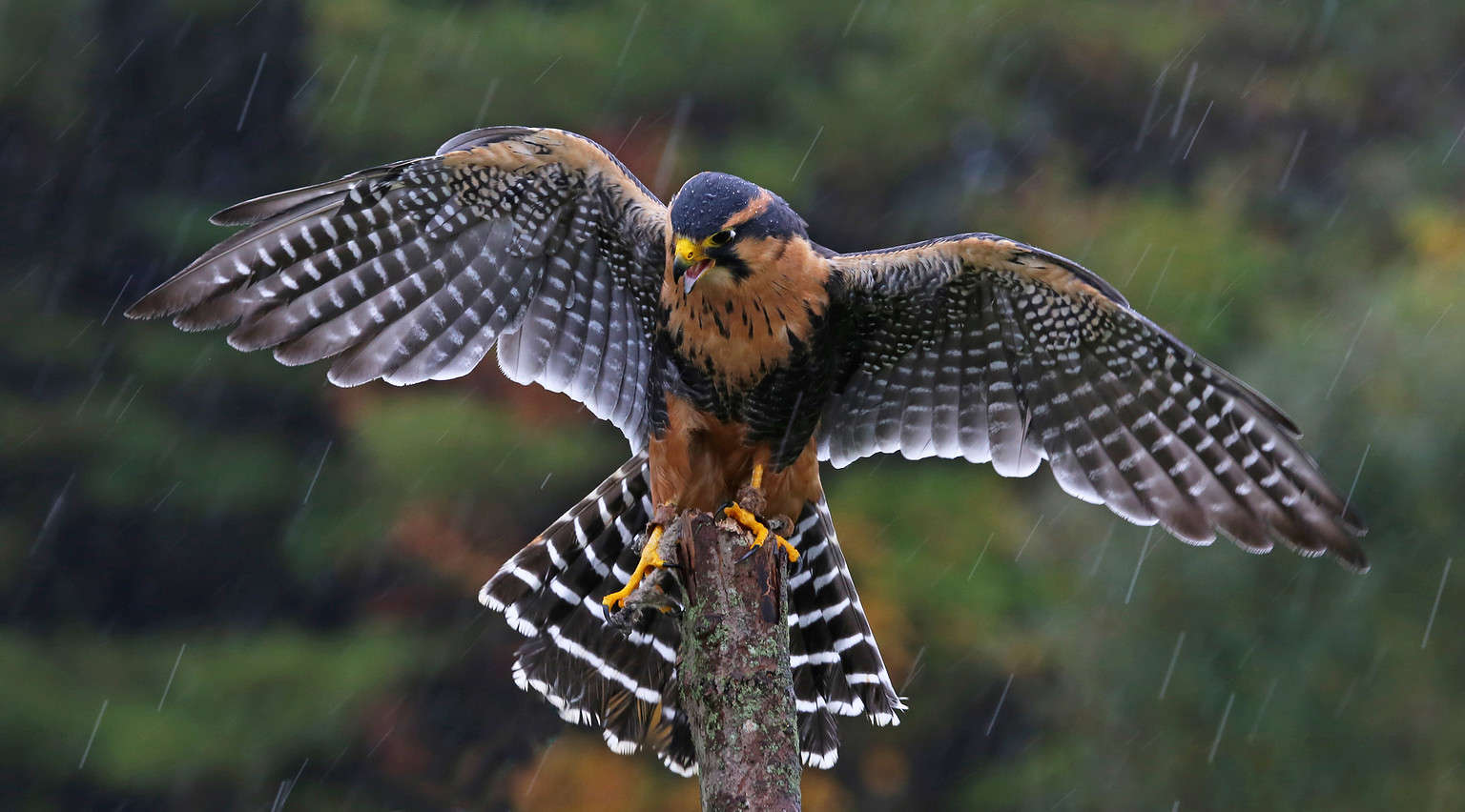 6 Falcons in Arizona: How to Identify Them and Where They Live - A-Z ...