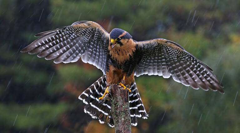 6 Falcons in Arizona: How to Identify Them and Where They Live - A-Z ...