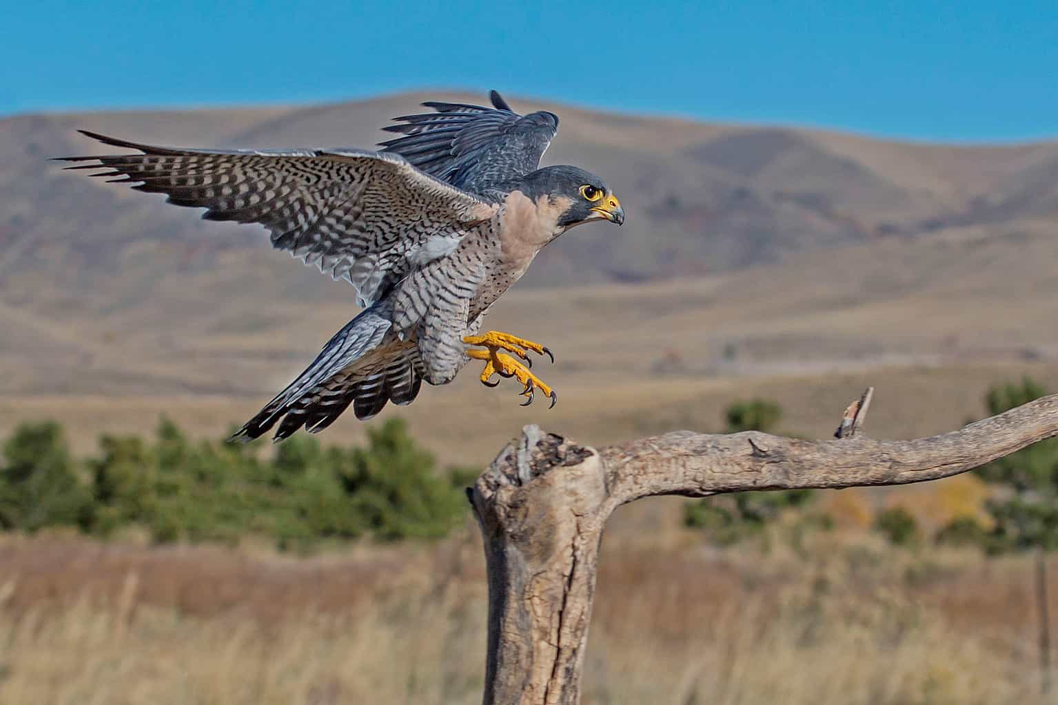 10 Incredible Wildlife Comebacks That Prove Conservation Works - A-Z ...