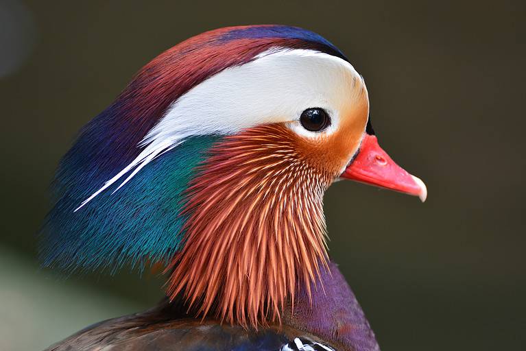 Duck Teeth: A Look Inside Their Mouth - A-Z Animals