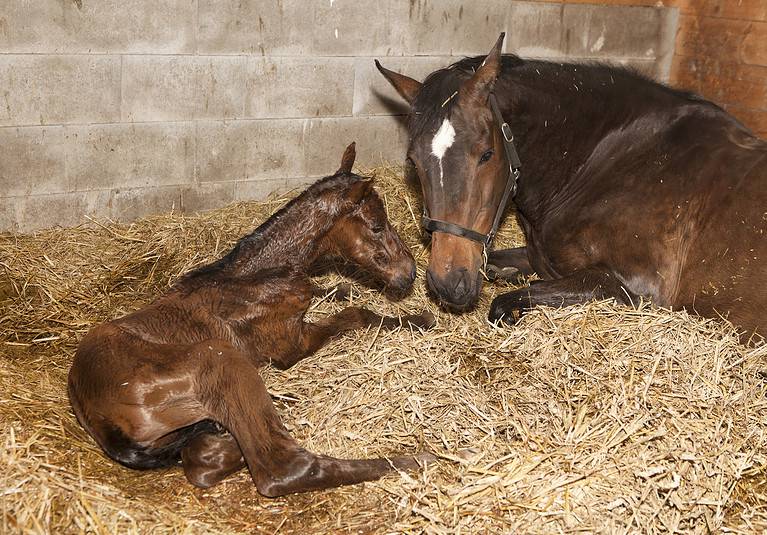 What's Up With Newborn Horse Hooves? - A-Z Animals