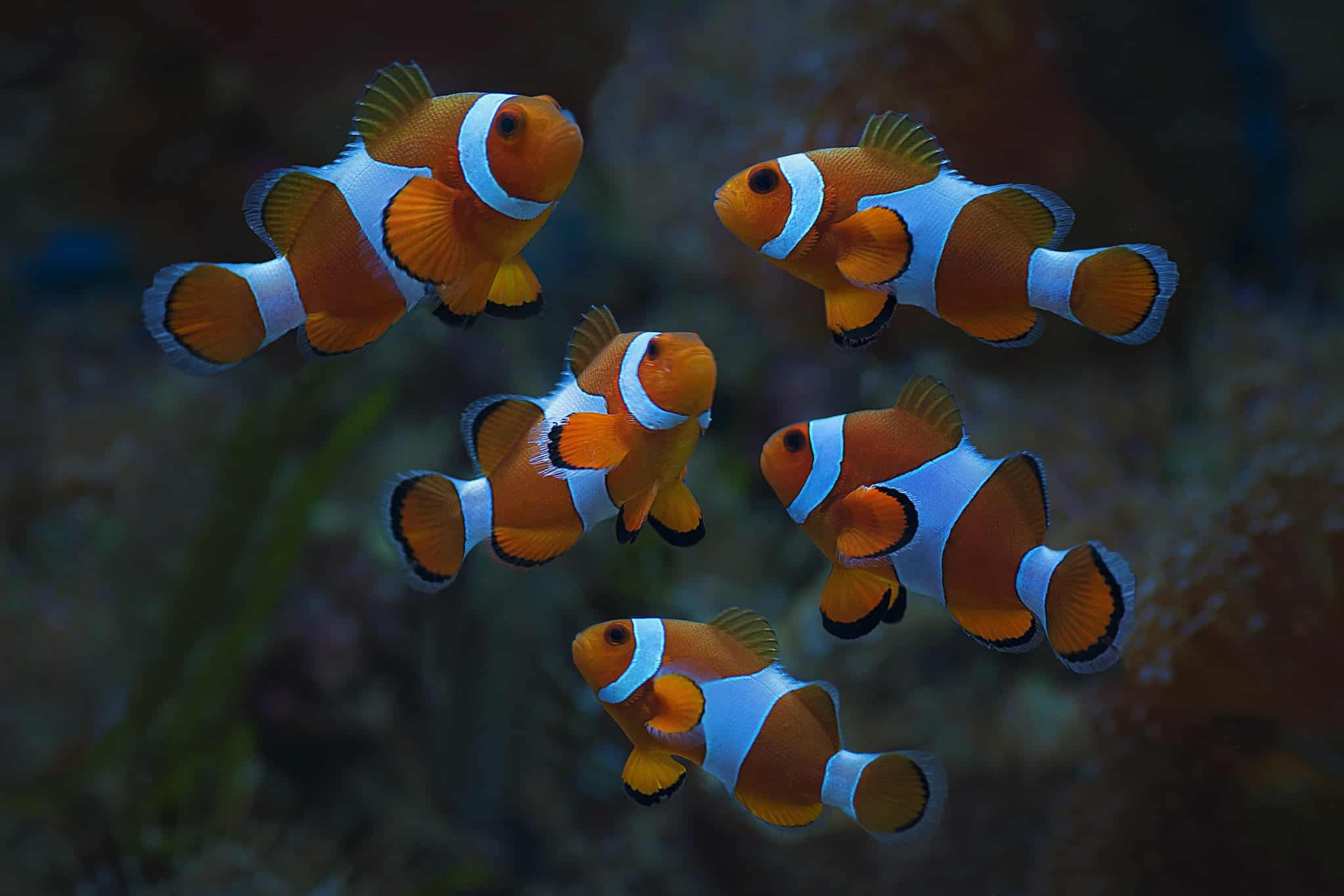 Here’s How the Red Sea Got Its Name - A-Z Animals Slideshows
