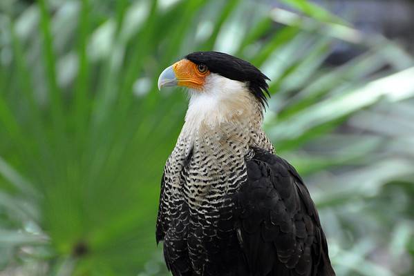 6 Falcons in Arizona: How to Identify Them and Where They Live - A-Z ...