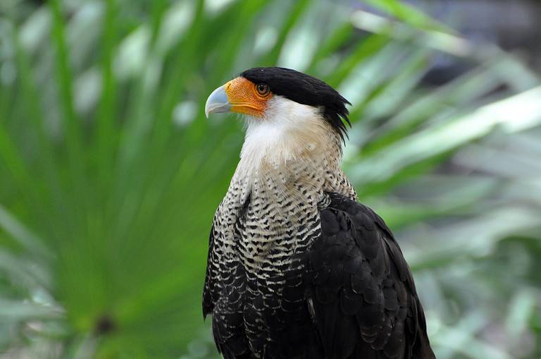 6 Falcons in Arizona: How to Identify Them and Where They Live - A-Z ...