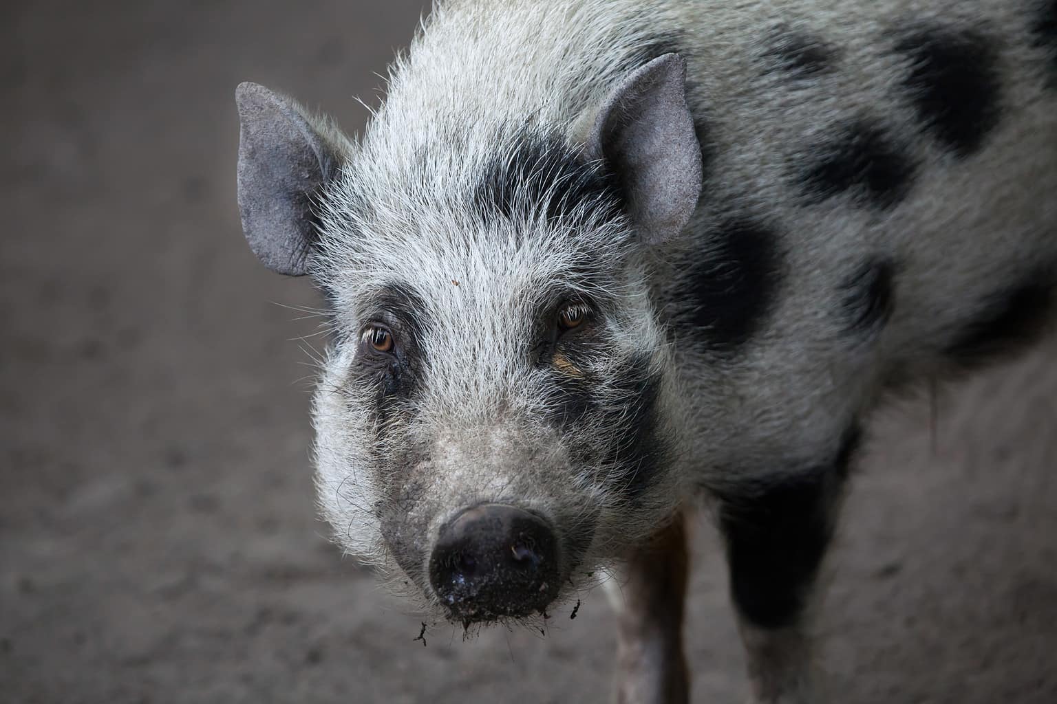 29 Sounds Pigs Make and What Each Means (It’s Not Just Oink!) - A-Z Animals
