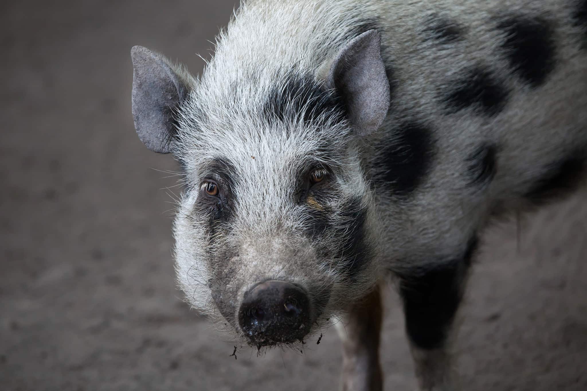 29 Sounds Pigs Make and What Each Means (It’s Not Just Oink!) - A-Z Animals