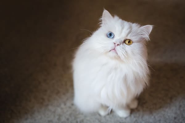 Can Cats Get IBS? 10 Things You Need to Know - A-Z Animals