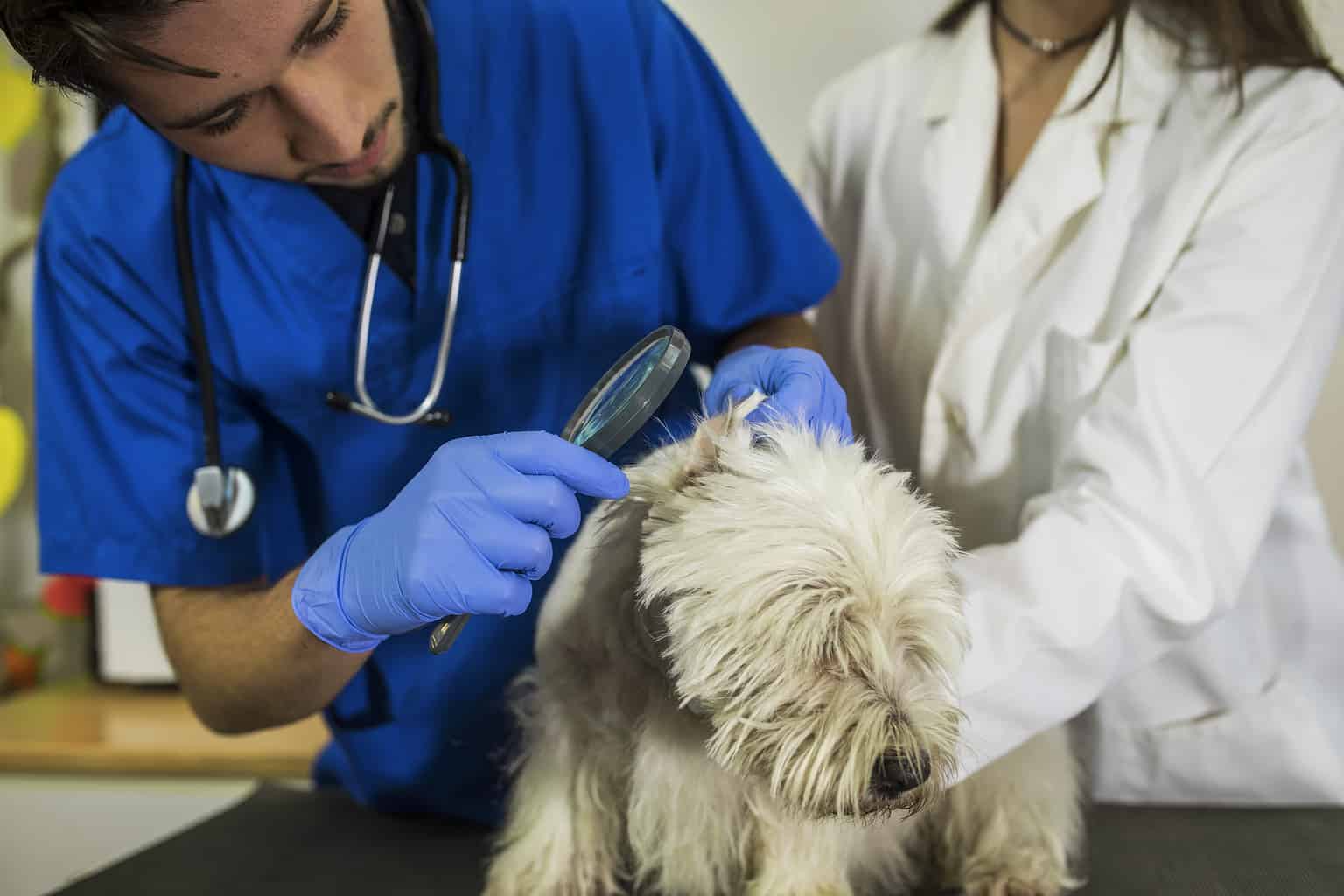 Dog Cherry Eye Surgery Prices 2024: Procedure and Recovery Costs - A-Z ...