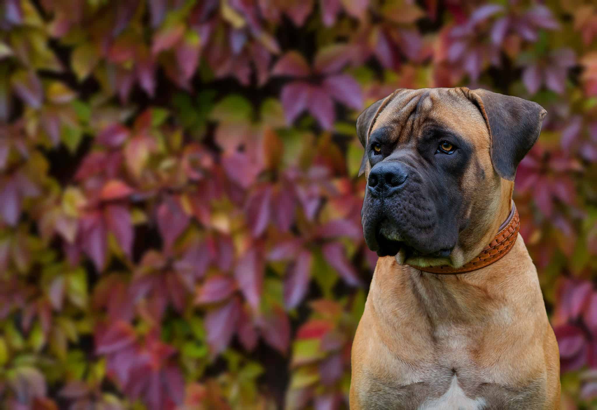 Discover Common Boerboel Colors and Markings - A-Z Animals