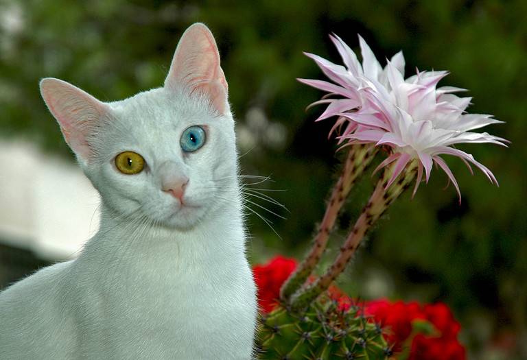 Heterochromia in Cats: Odd-Eyed Cat Genetics and Common Breeds - A-Z ...