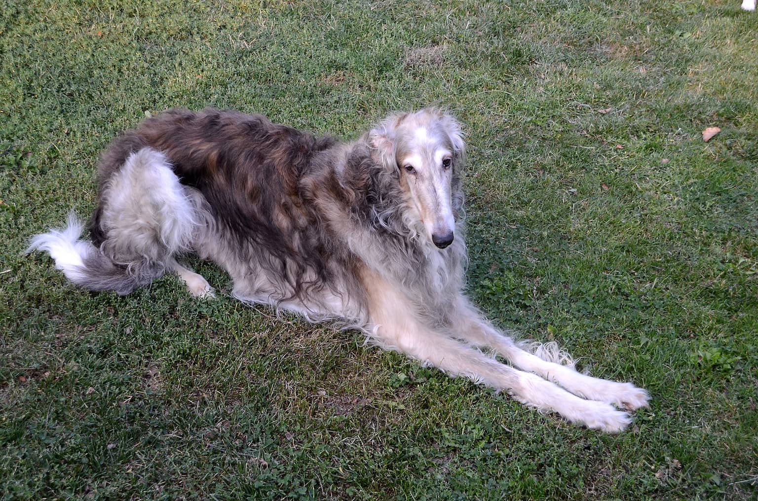 Borzoi Colors: Rarest to Most Common - A-Z Animals